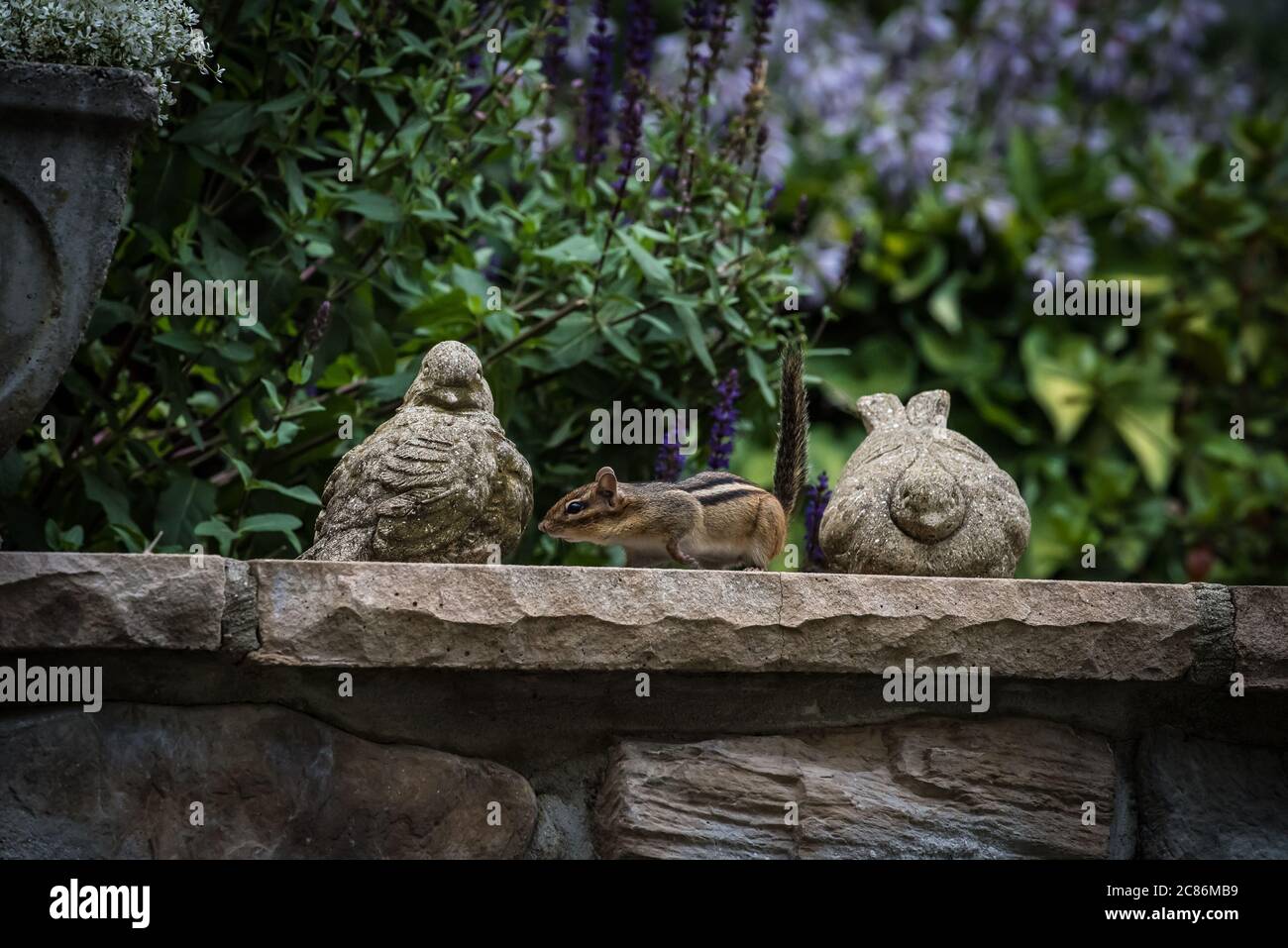 Cute chipmunk in backyard garden Stock Photo - Alamy