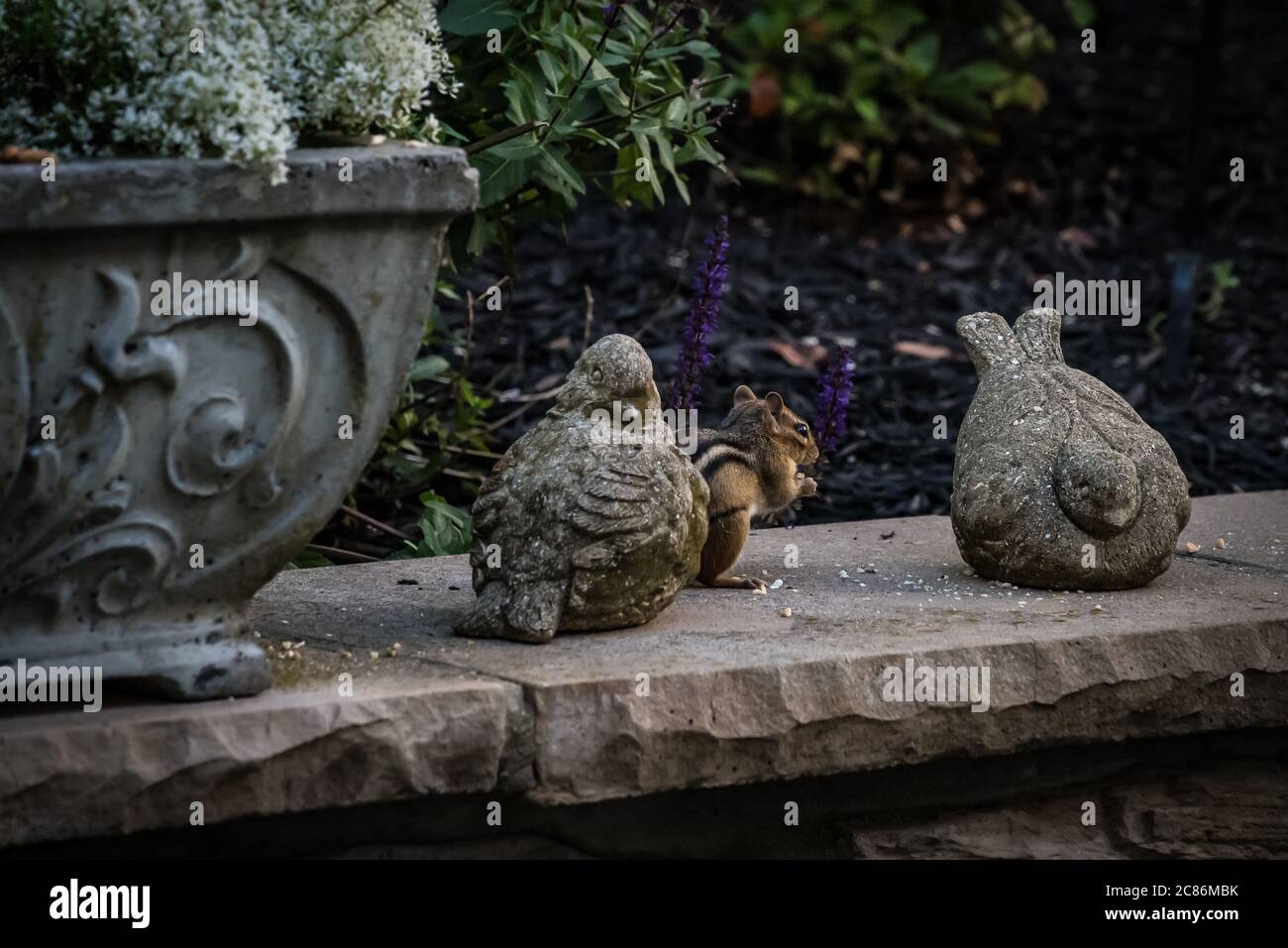 Cute chipmunk in backyard garden Stock Photo - Alamy