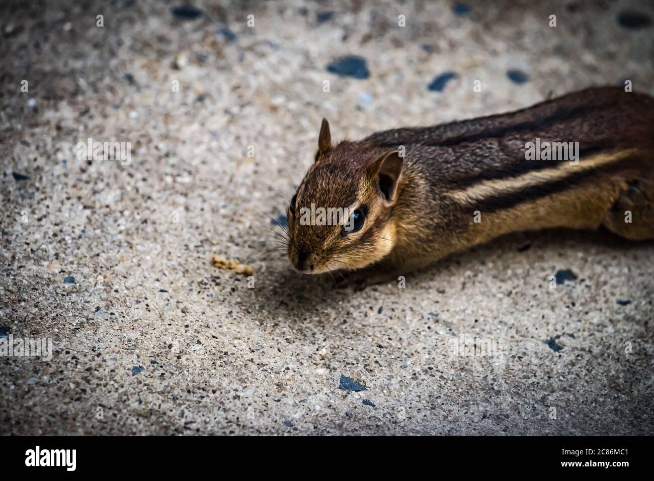 Cute chipmunk in backyard garden Stock Photo - Alamy
