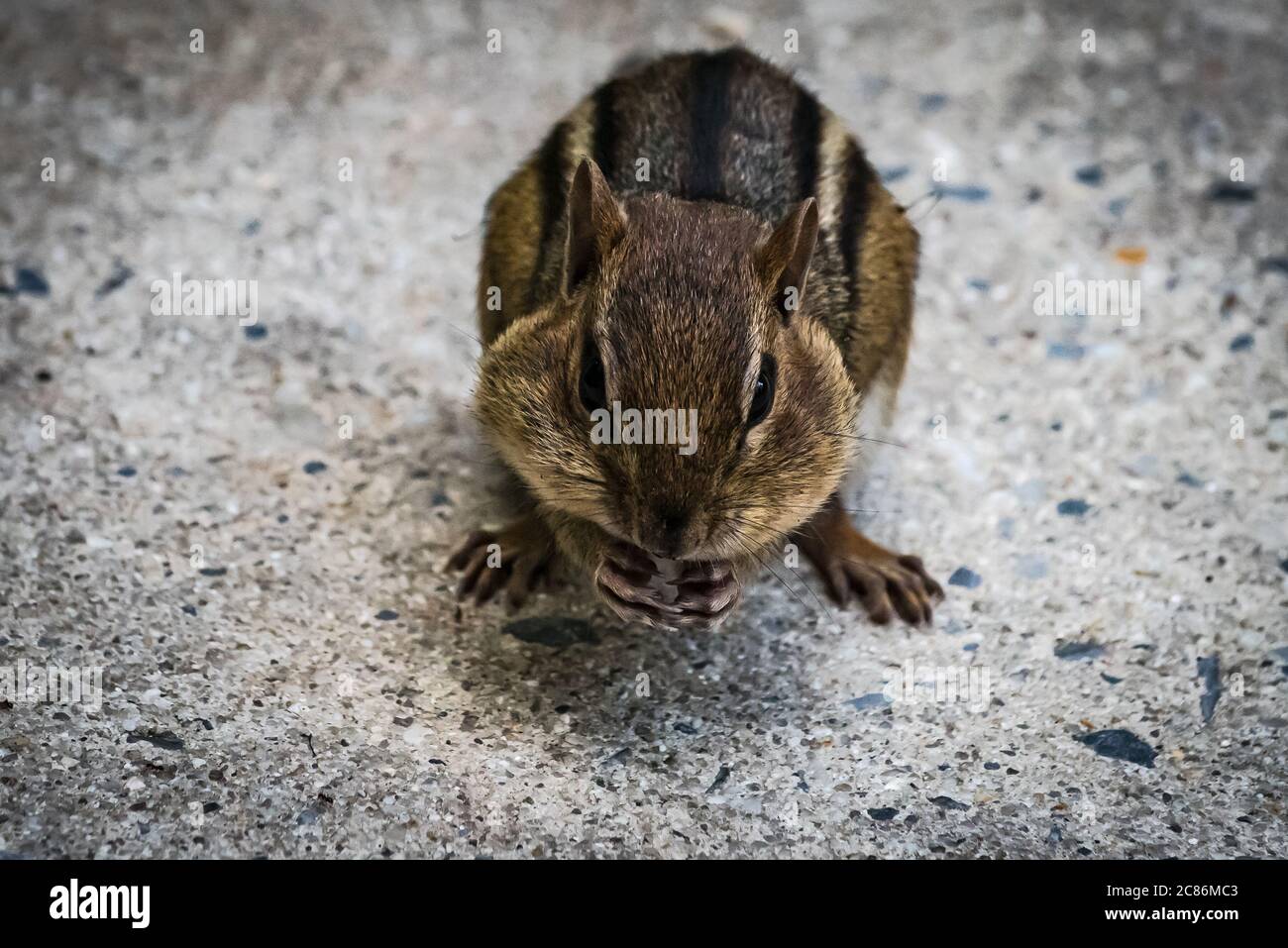 Cute chipmunk in backyard garden Stock Photo - Alamy