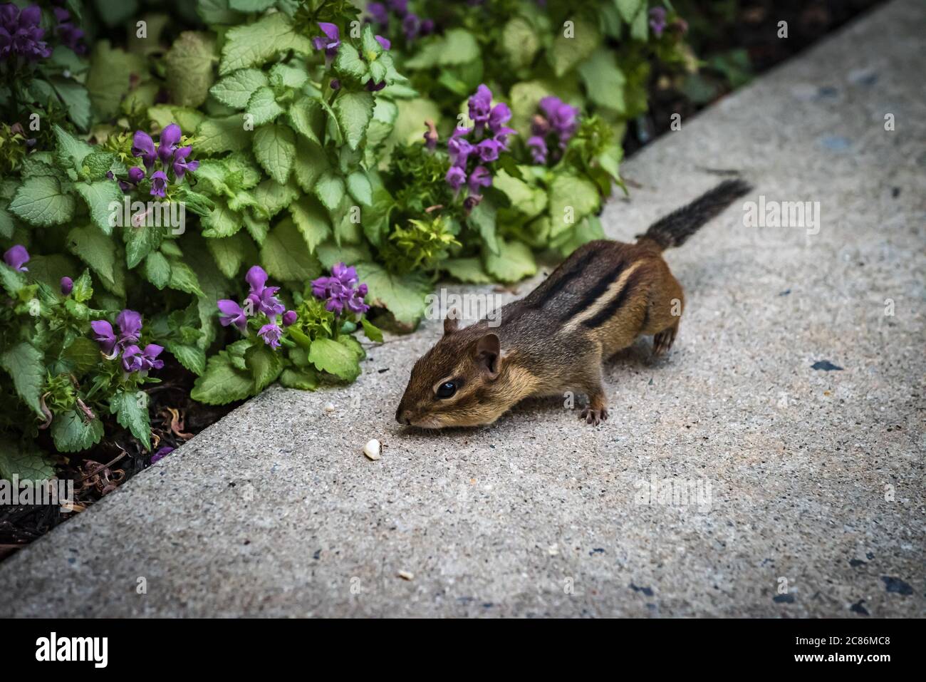 Cute chipmunk in backyard garden Stock Photo - Alamy