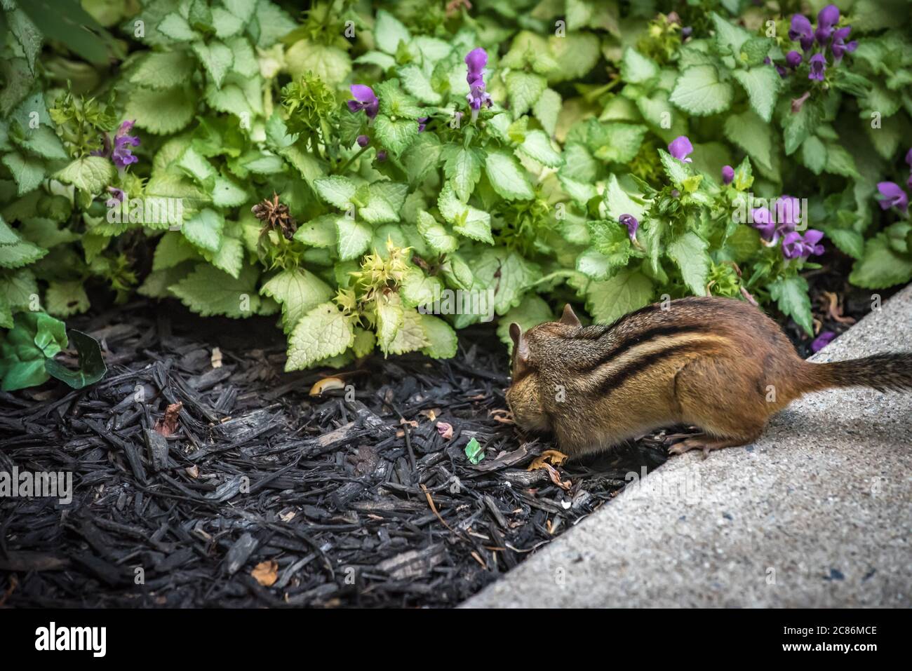 Cute chipmunk in backyard garden Stock Photo - Alamy