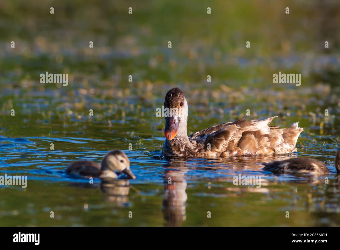 Duck. Red crested Pochard. Colorful nature habitat background. Common ...