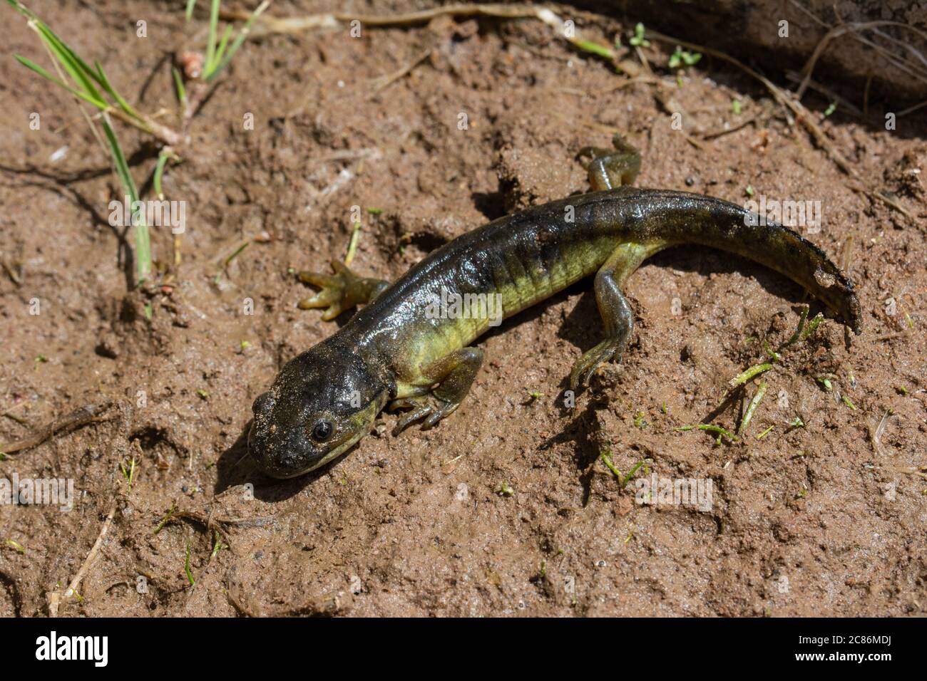 Arizona Tiger Salamander (Ambystoma mavortium nebulosum) from Mesa ...