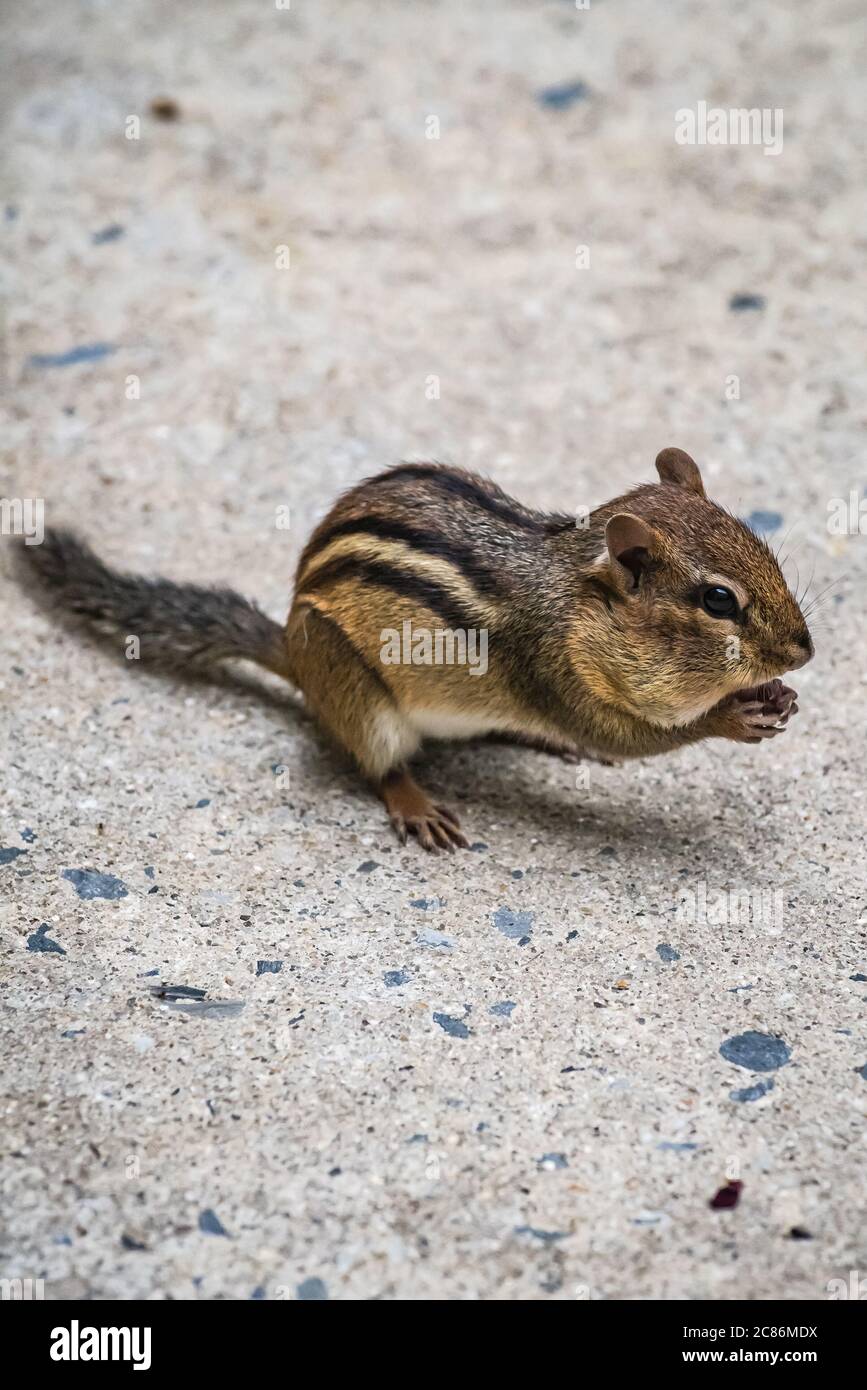 Cute chipmunk in backyard garden Stock Photo - Alamy