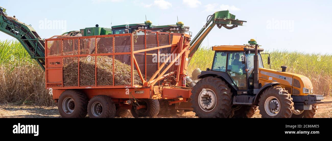 Machine harvesting sugar cane plantation Stock Photo - Alamy