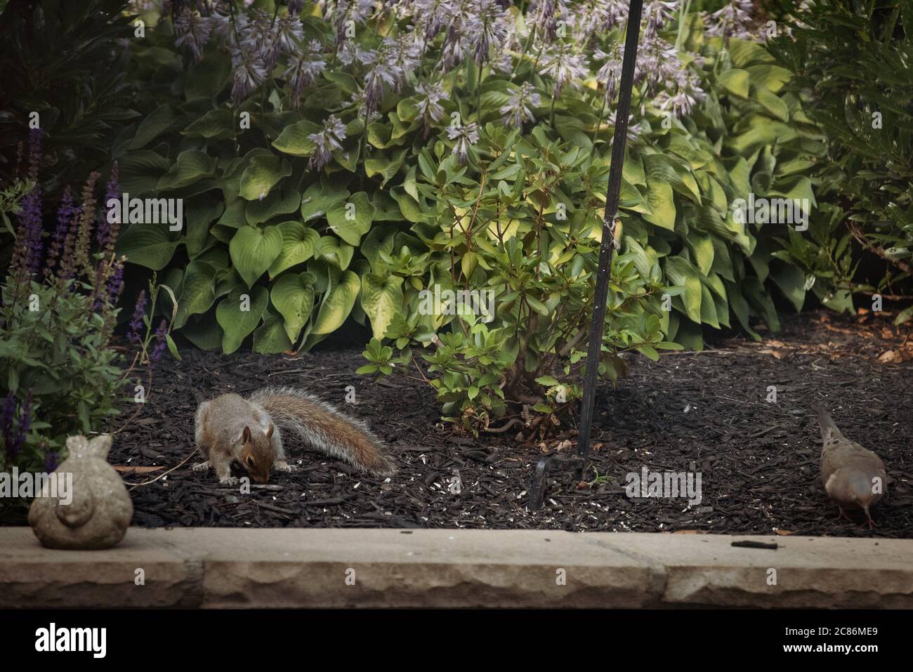 Cute chipmunk in backyard garden Stock Photo - Alamy