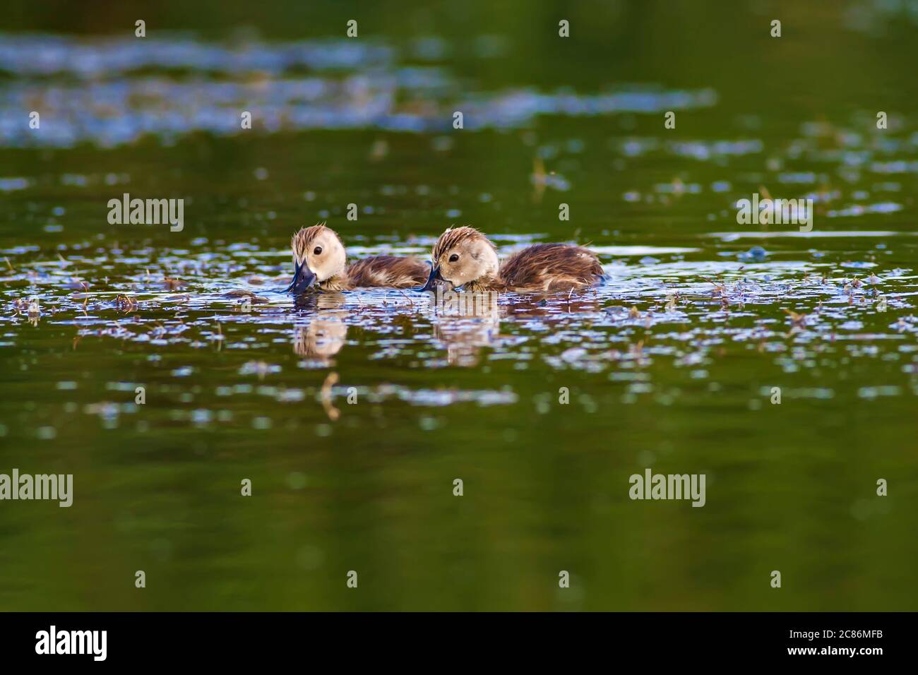 Duck. Red crested Pochard. Colorful nature habitat background. Common ...