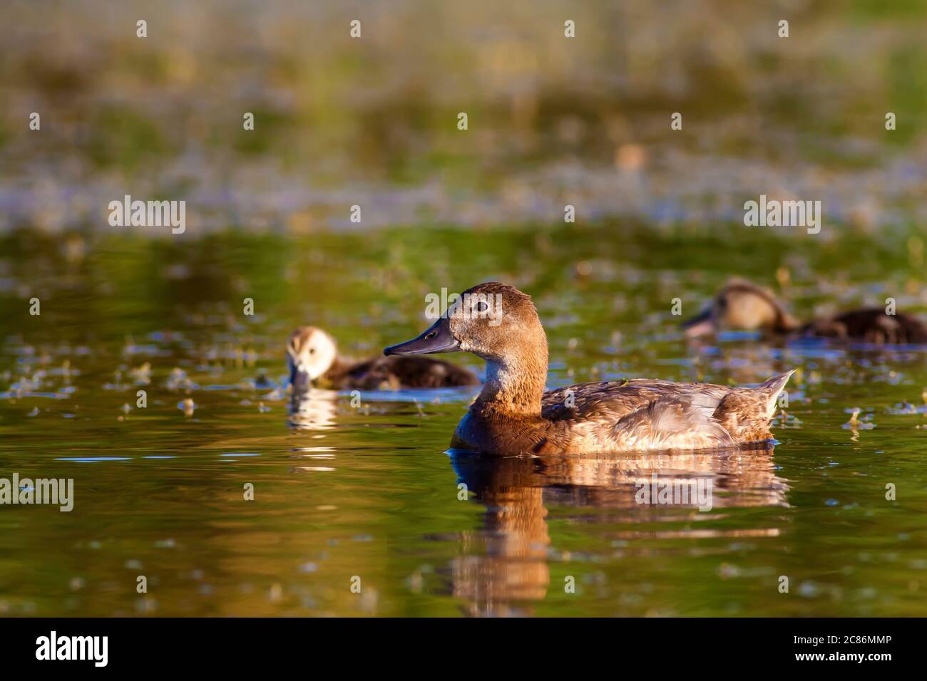 Cute duck family. Natural background. Bird: Common Pochard. Aythya ...