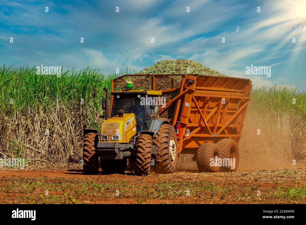 Machine harvesting sugar cane plantation Stock Photo - Alamy