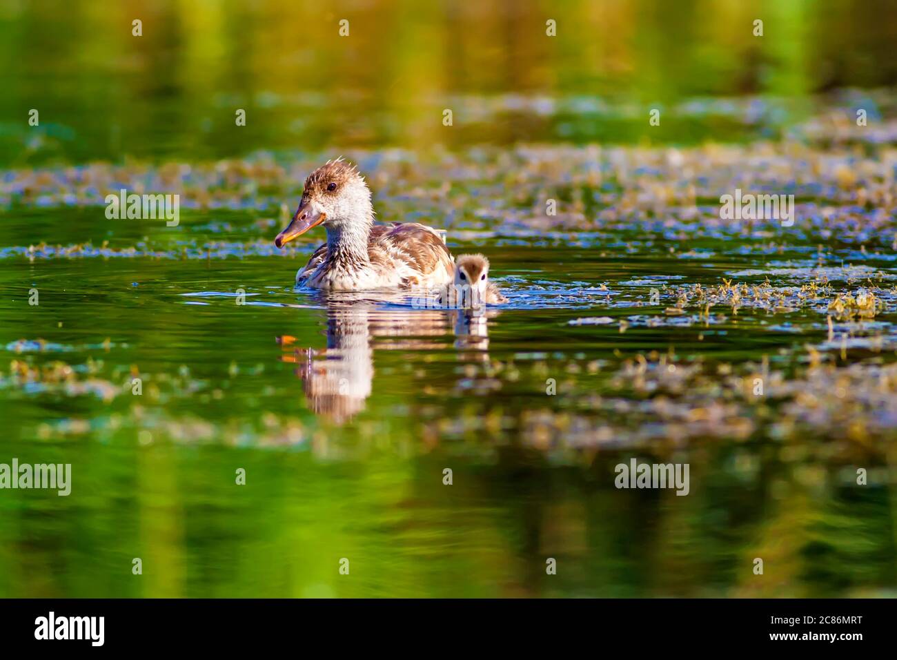 Duck. Red crested Pochard. Colorful nature habitat background. Common ...