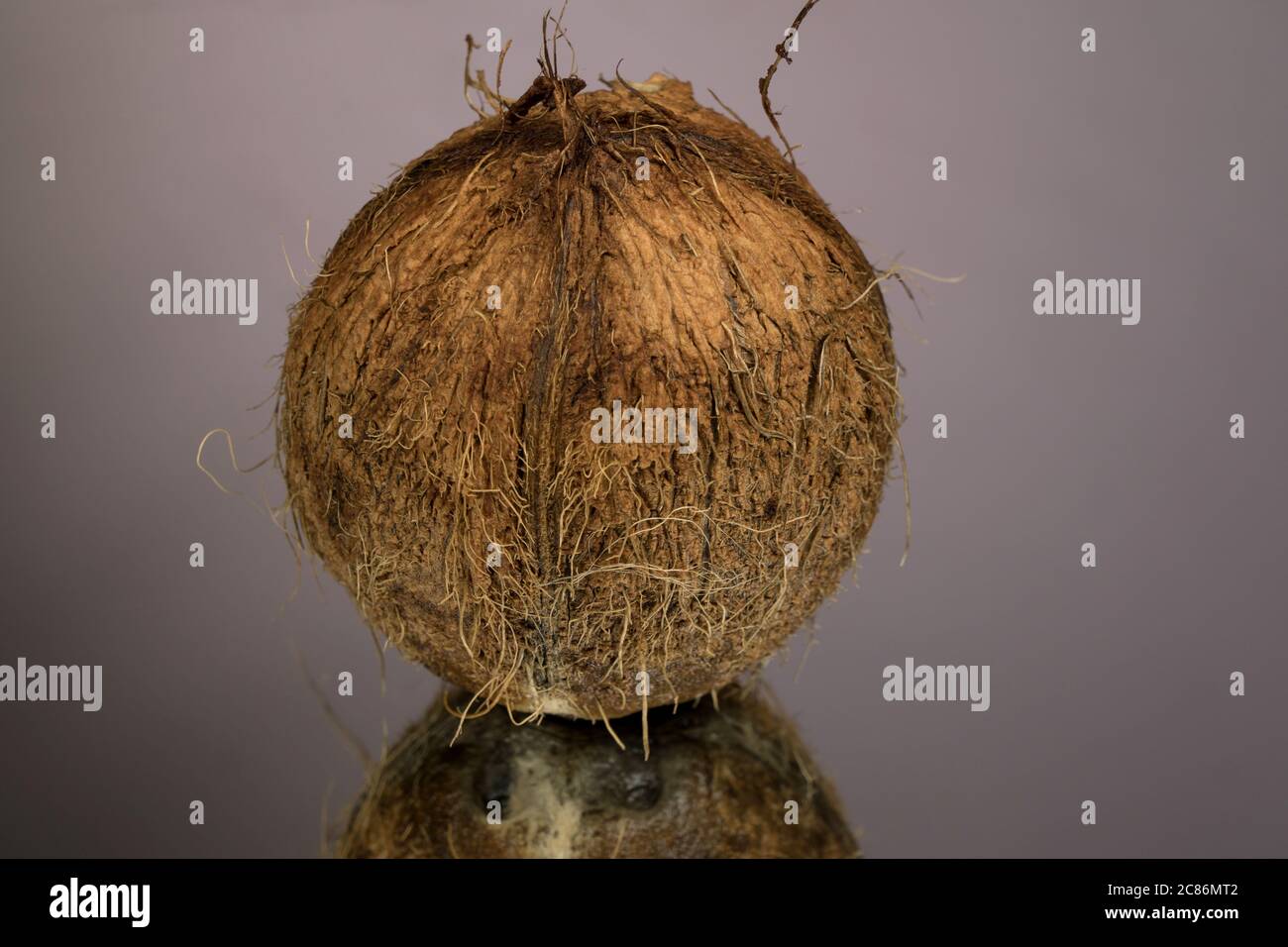 Large shaggy coconut isolated on a gray mirror surface with reflection ...