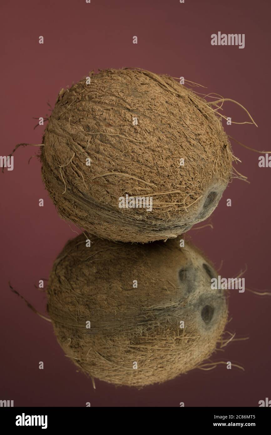Large shaggy coconut isolated on a red mirror surface with reflection ...