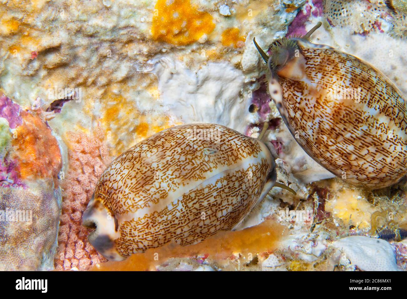 Cowrie shell money hi-res stock photography and images - Alamy