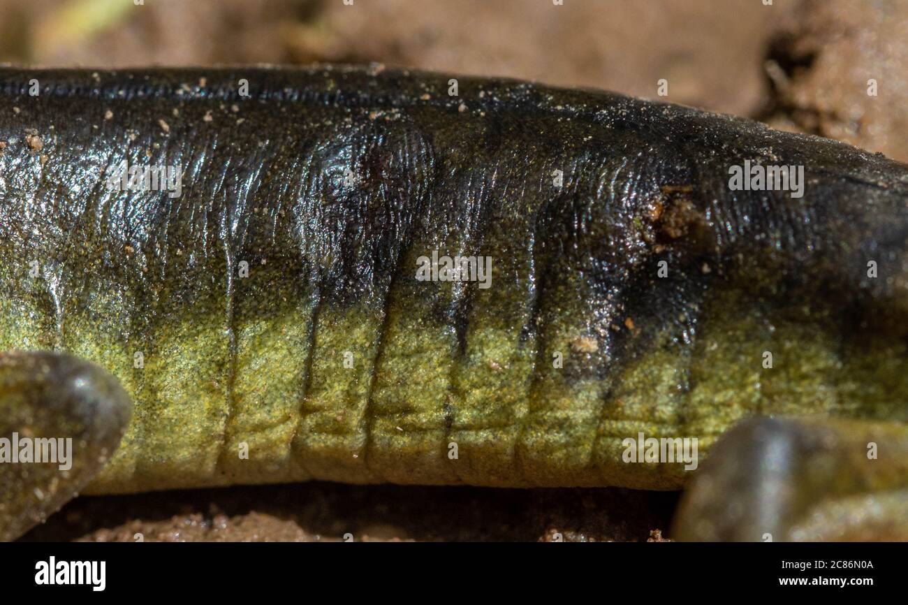 Tiger salamanders colorado hi-res stock photography and images - Alamy