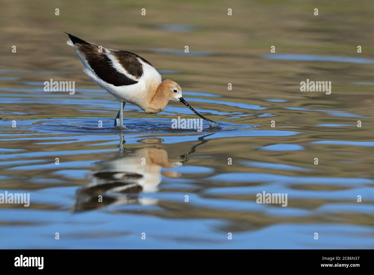 American avocet legs hi-res stock photography and images - Alamy