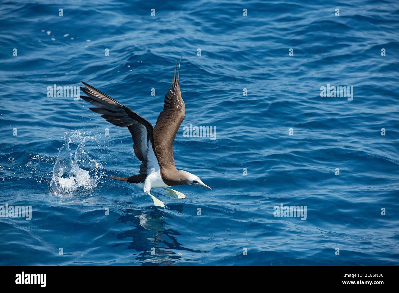 brown booby, Sula leucogaster, taking off from water, offshore from ...