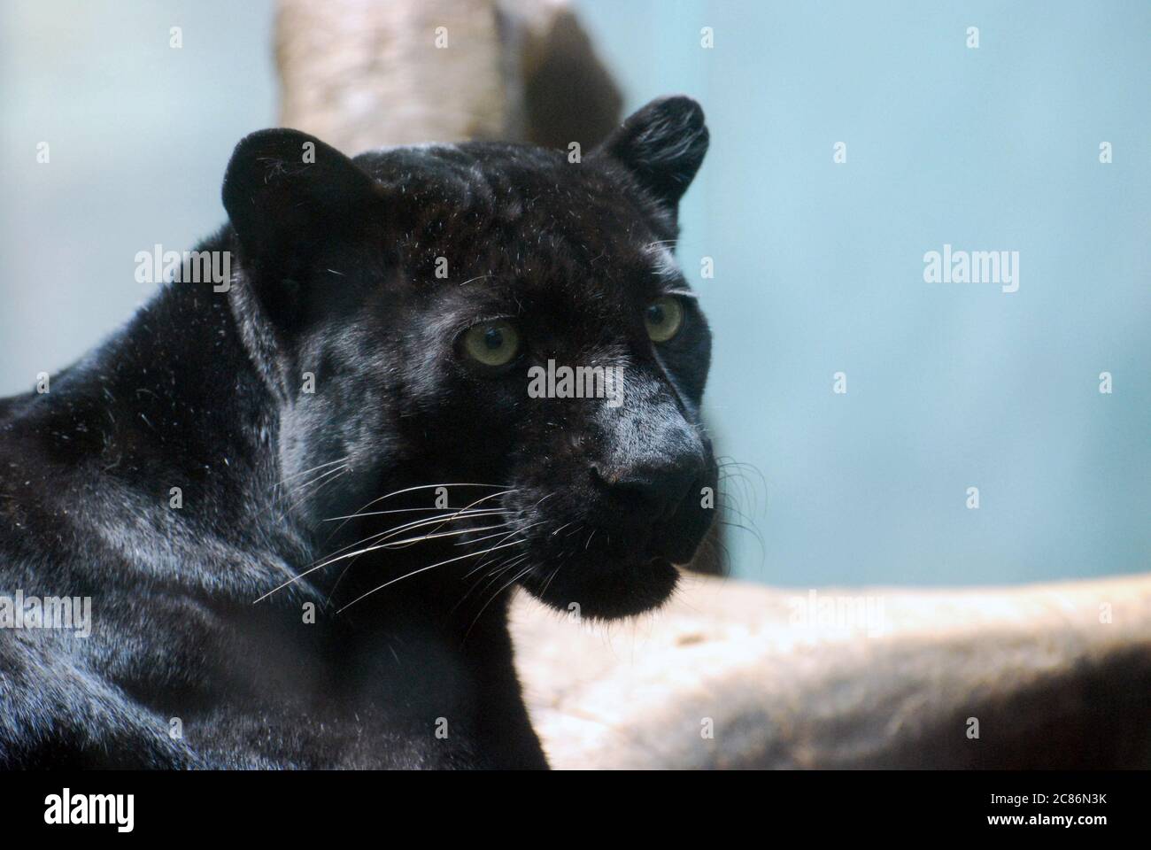 Fluffy black fur of a wild black panther Stock Photo - Alamy