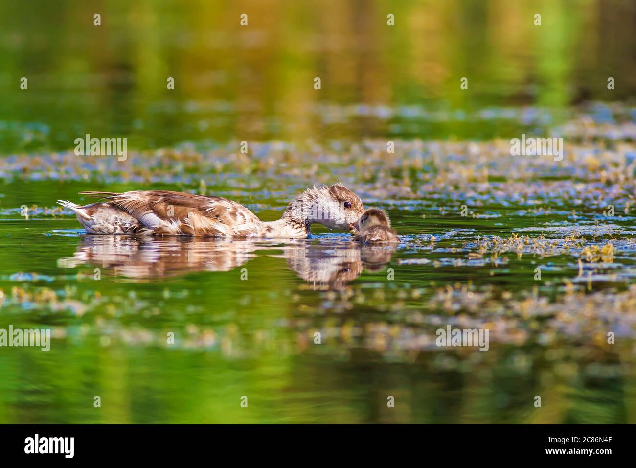 Duck. Red crested Pochard. Colorful nature habitat background. Common ...