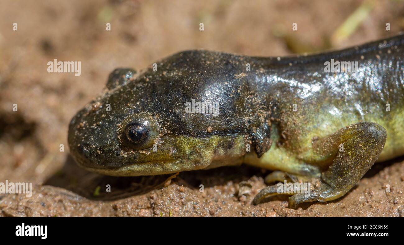 Tiger salamanders colorado hi-res stock photography and images - Alamy