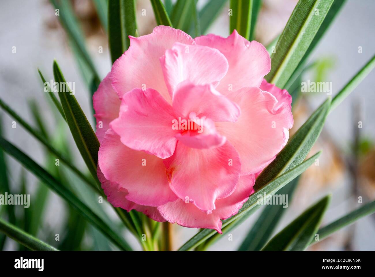 Top 20 Most Common Plants In Guatemala – GIAU