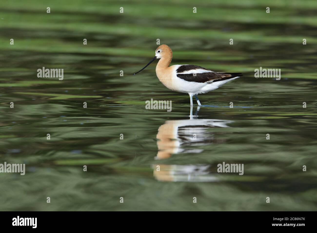 American avocet legs hi-res stock photography and images - Alamy