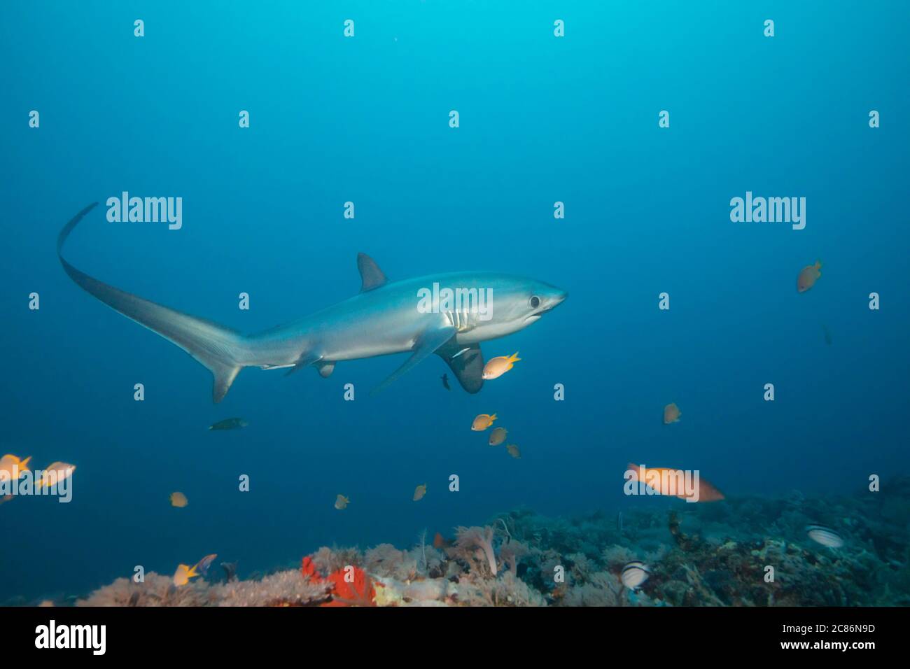 There are three species of thresher sharks all characterized by the ...