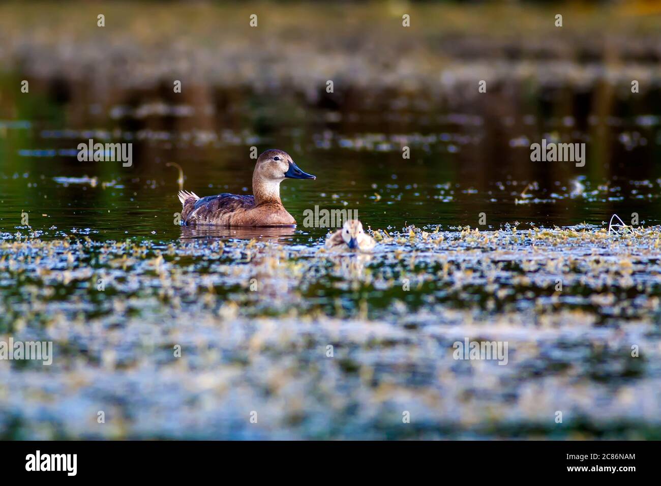 Cute duck family. Natural background. Bird: Common Pochard. Aythya ...