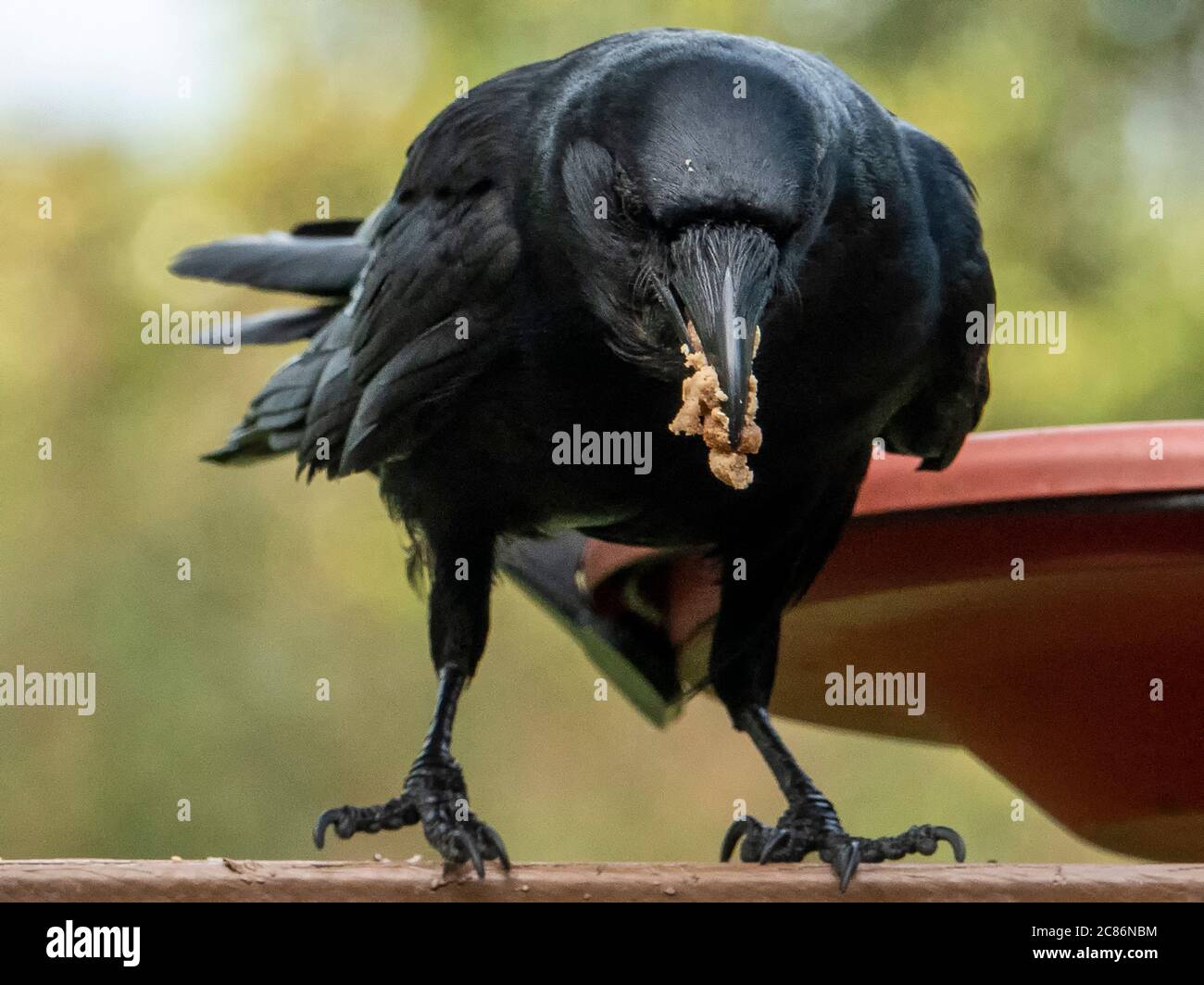 Raven after raiding the Suet Feeder Stock Photo - Alamy