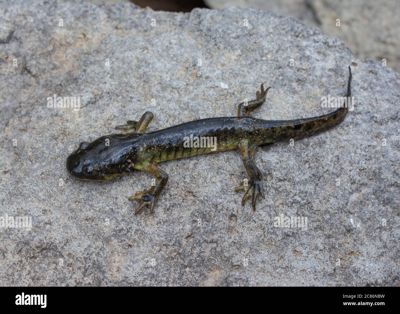 Arizona Tiger Salamander (Ambystoma mavortium nebulosum) from Mesa ...