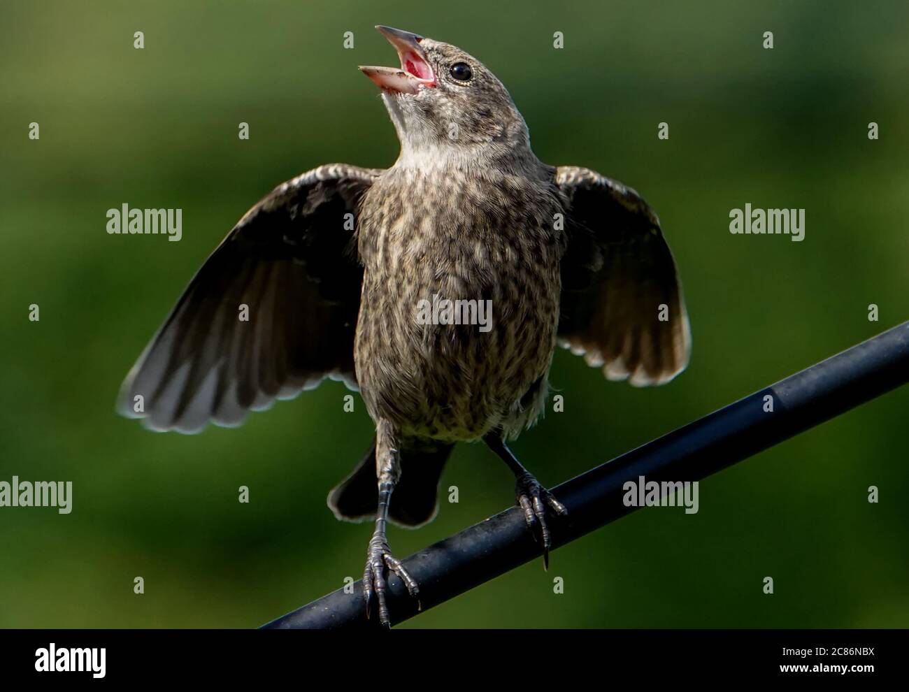 Bird singing with flapping wings Stock Photo - Alamy