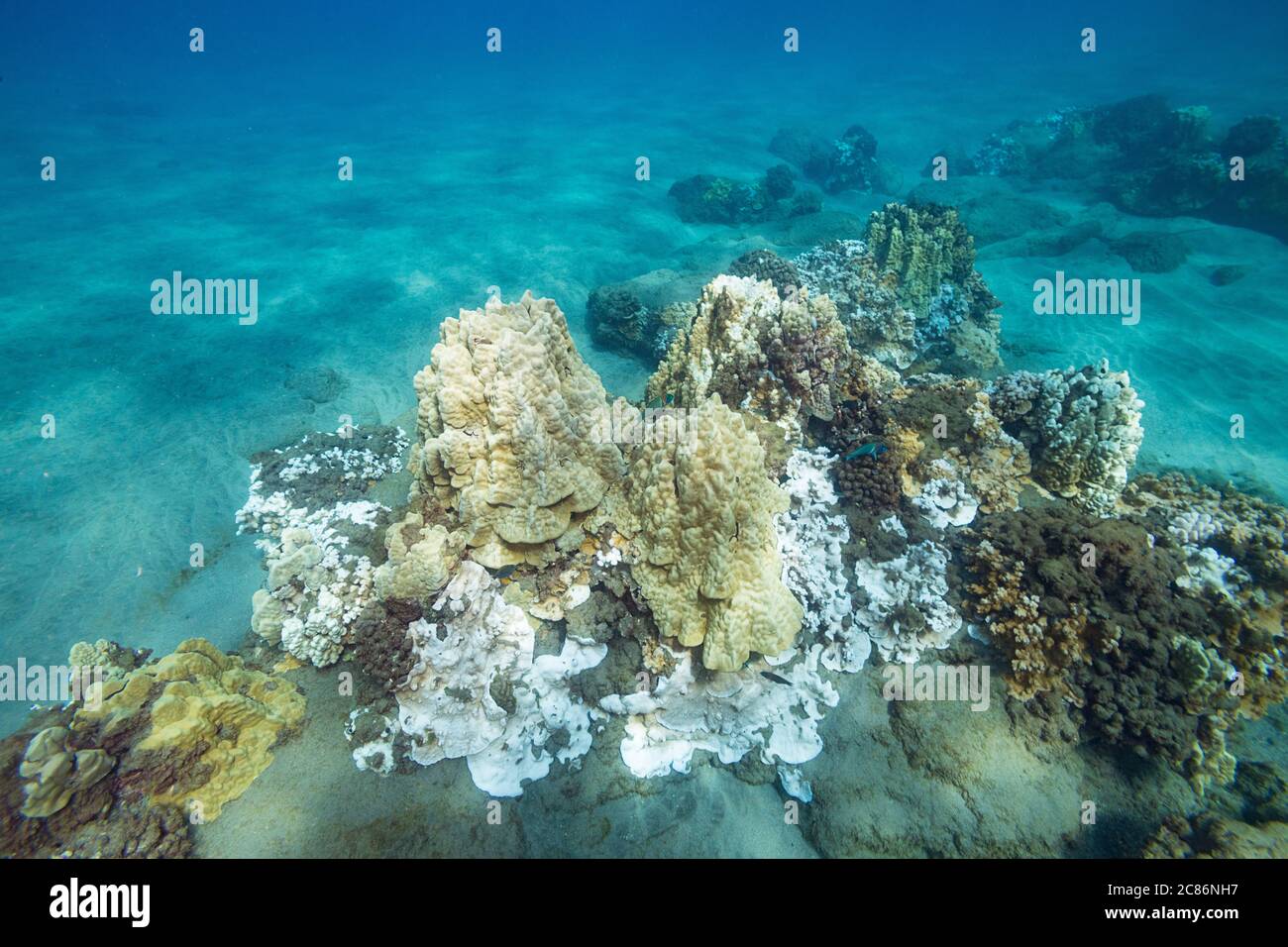 Montipora capitata hi-res stock photography and images - Alamy