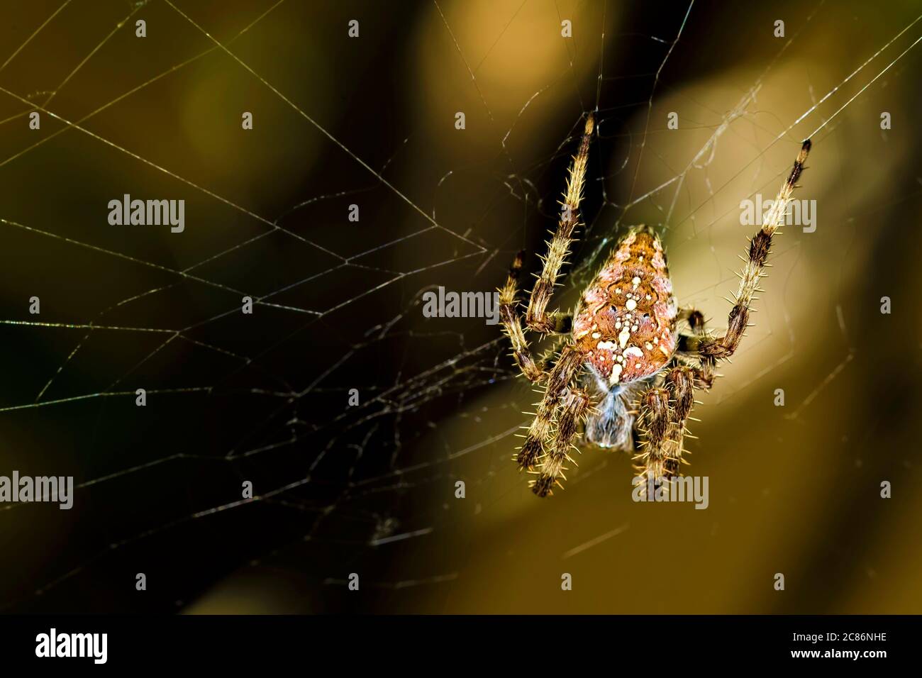 Spider. Spider wrapping its prey in silk. Nature background Stock Photo ...