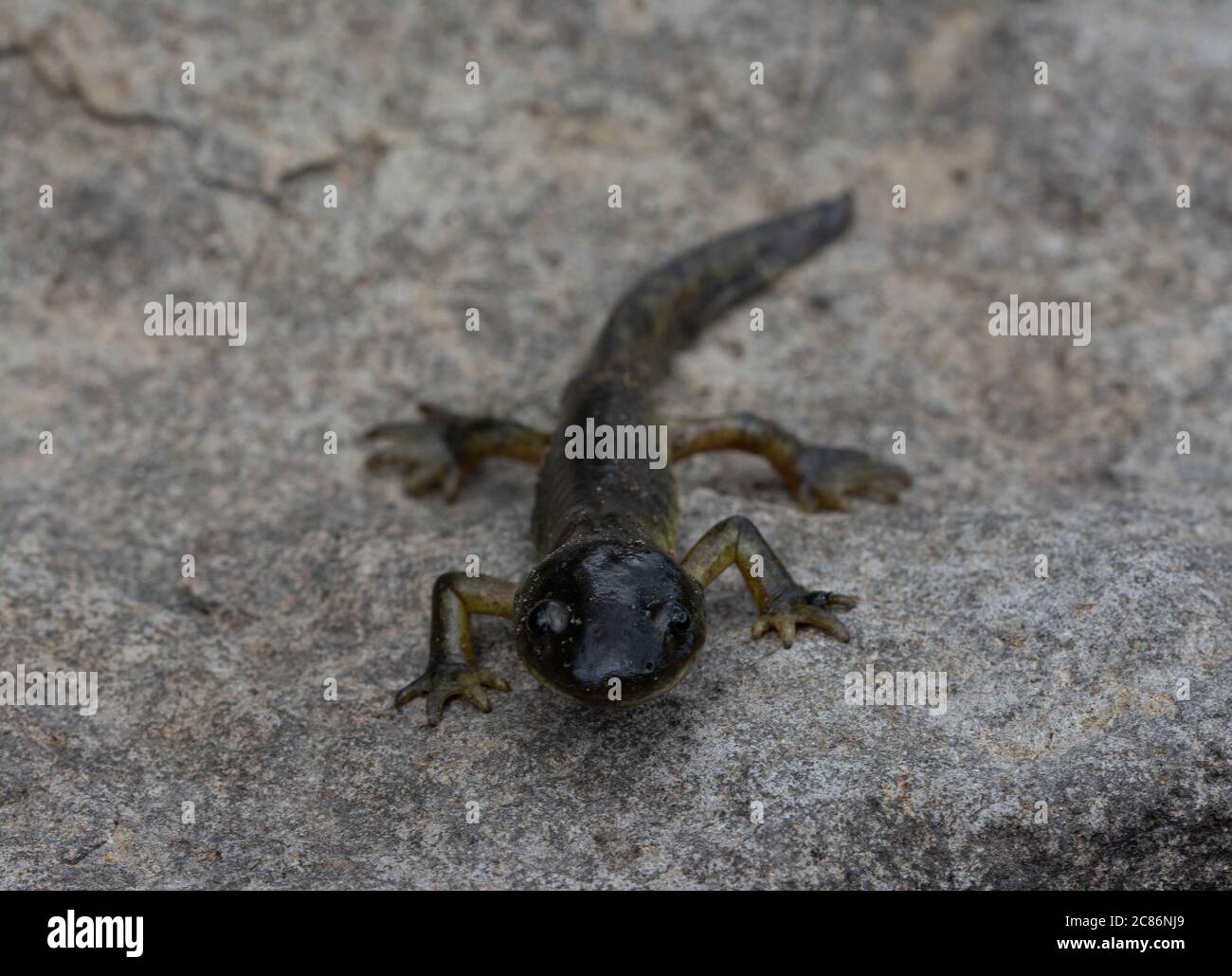 Tiger salamanders colorado hi-res stock photography and images - Alamy