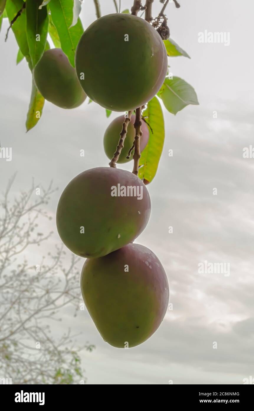 Common mango tree mangifera indica hi-res stock photography and images ...