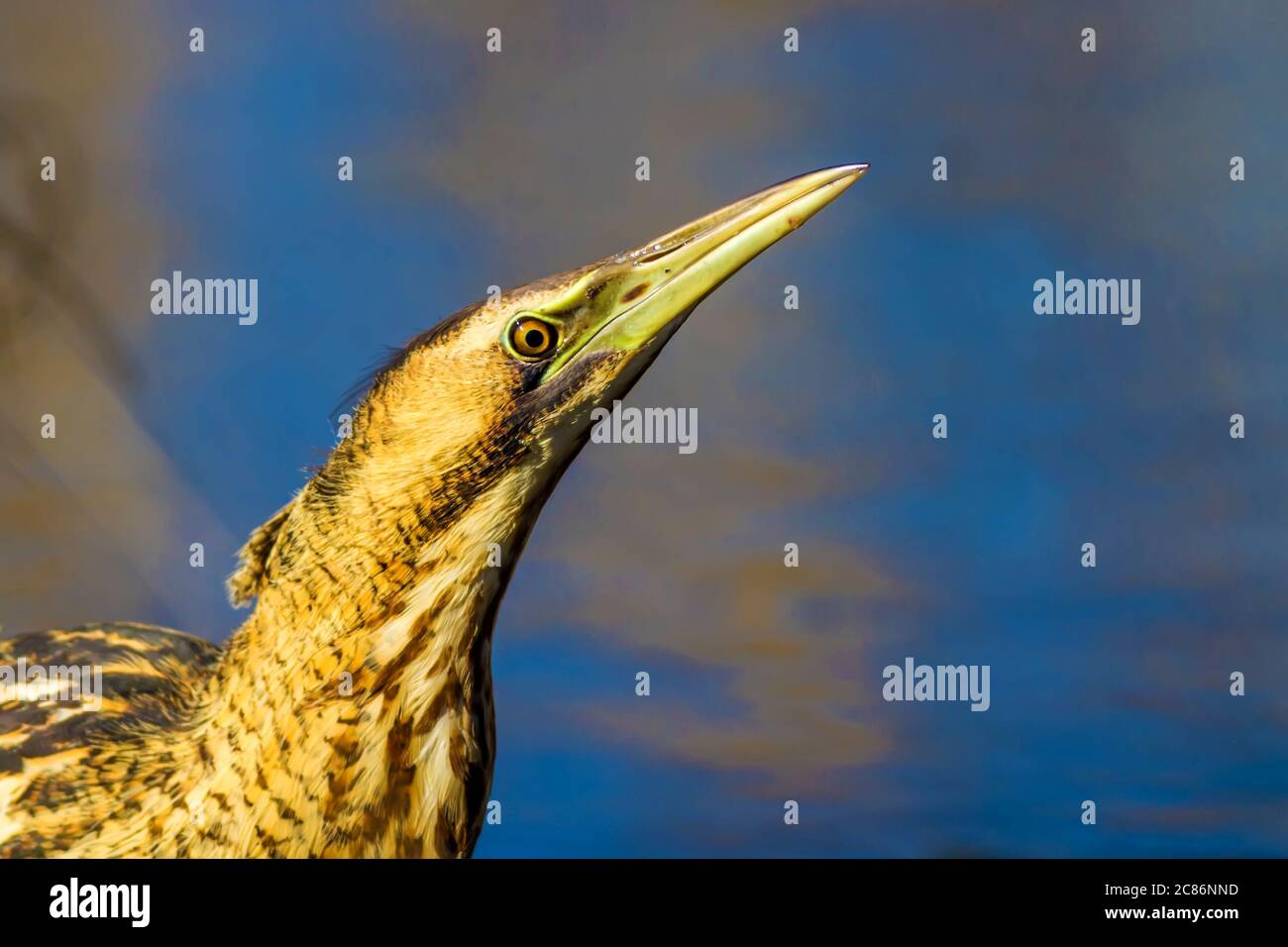Nature and bird. Bird: Eurasian Bittern. Botaurus stellaris. Yellow ...