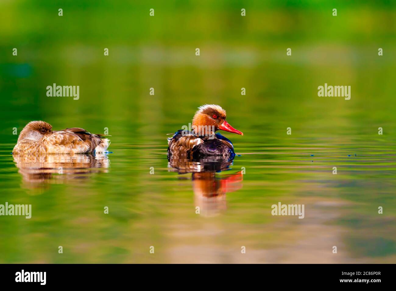 Duck. Red crested Pochard. Colorful nature habitat background. Common ...