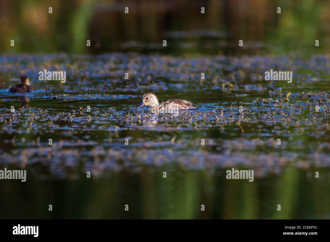 Duck. Red crested Pochard. Colorful nature habitat background. Common ...