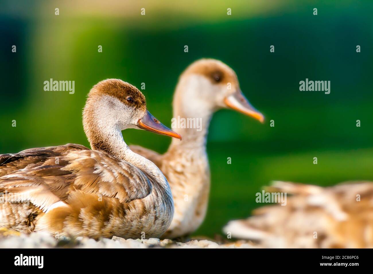 Duck. Red crested Pochard. Colorful nature habitat background. Common ...