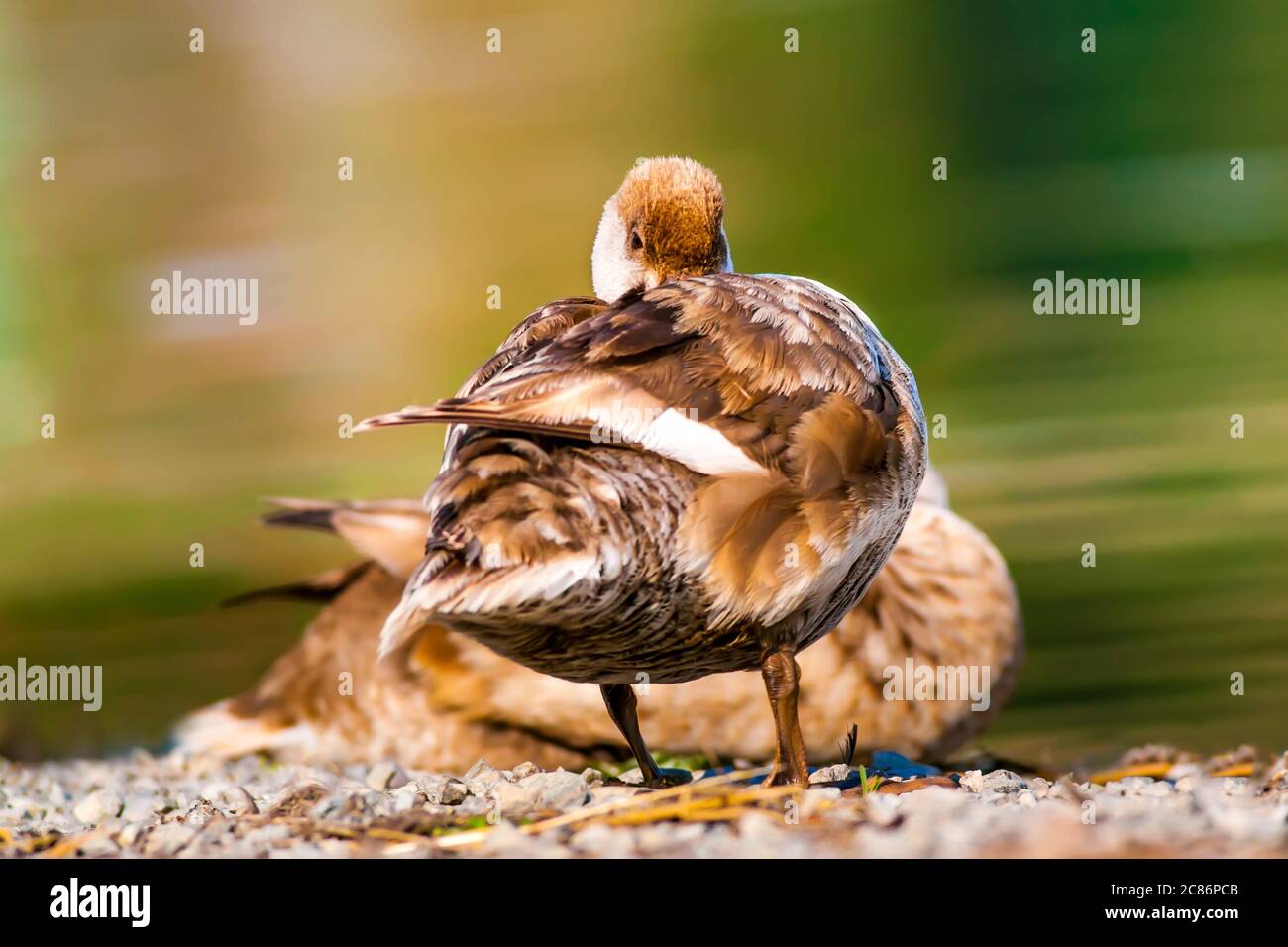 Duck. Red crested Pochard. Colorful nature habitat background. Common ...