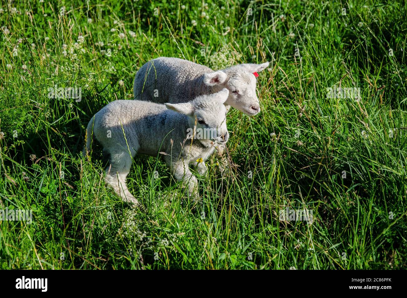 Two lambs in a field near Stock Photo - Alamy