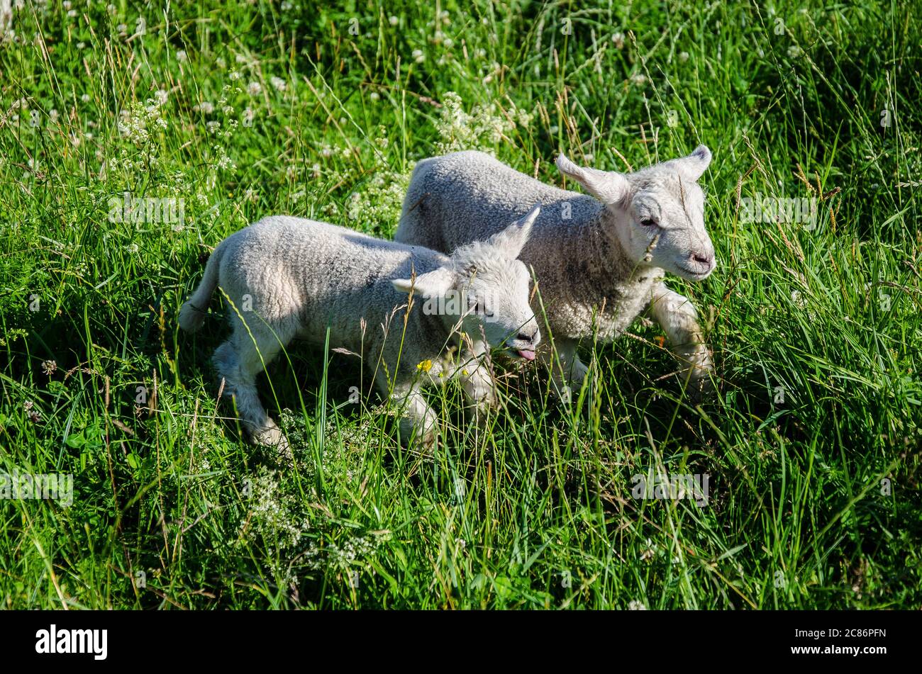 Two lambs in a field near Stock Photo - Alamy