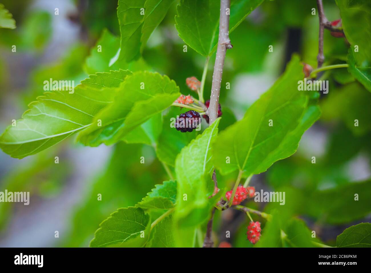 Mulberry tree garden hi-res stock photography and images - Alamy