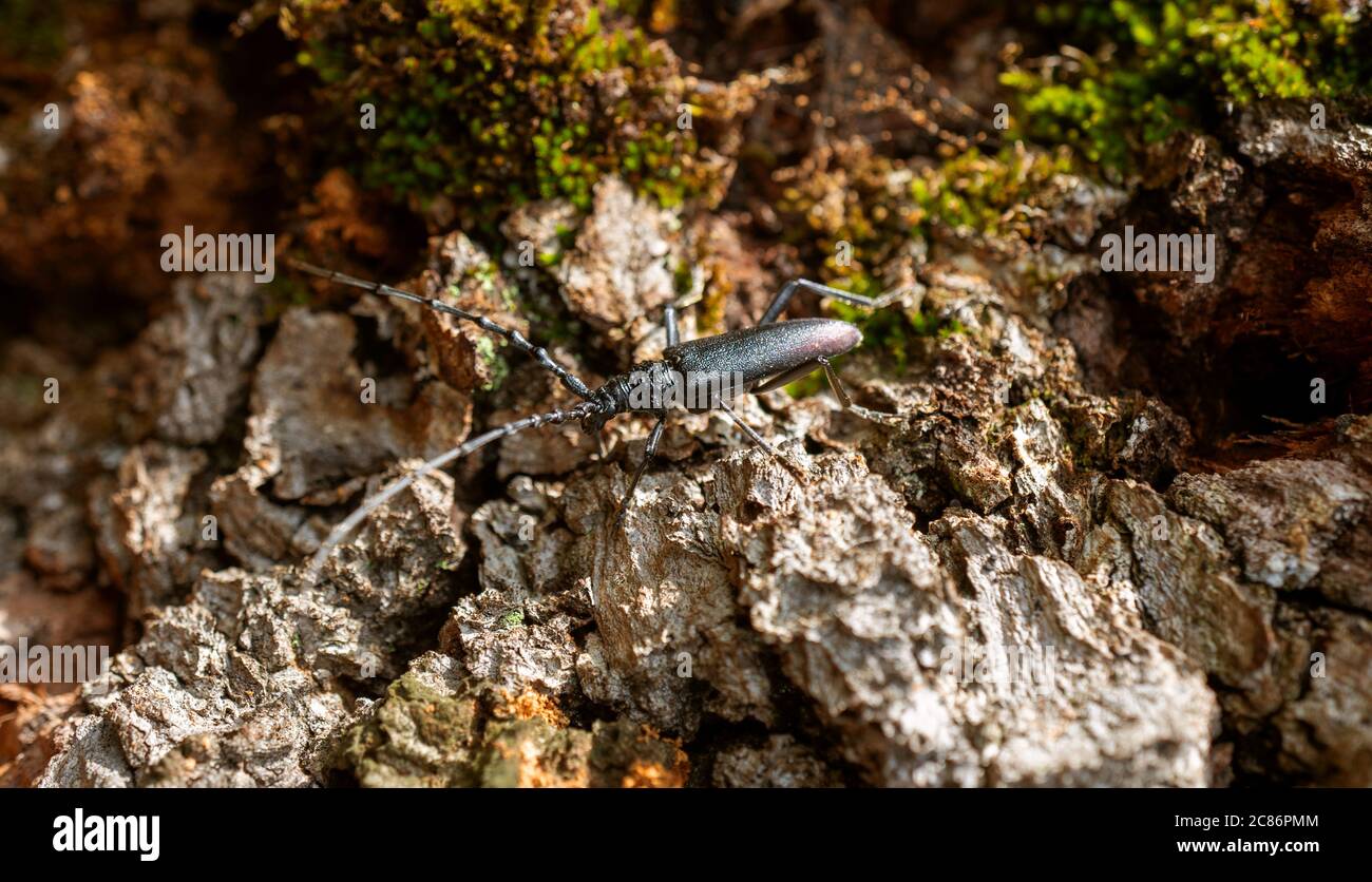 Cerambycidae longhorn beetle hi-res stock photography and images - Alamy