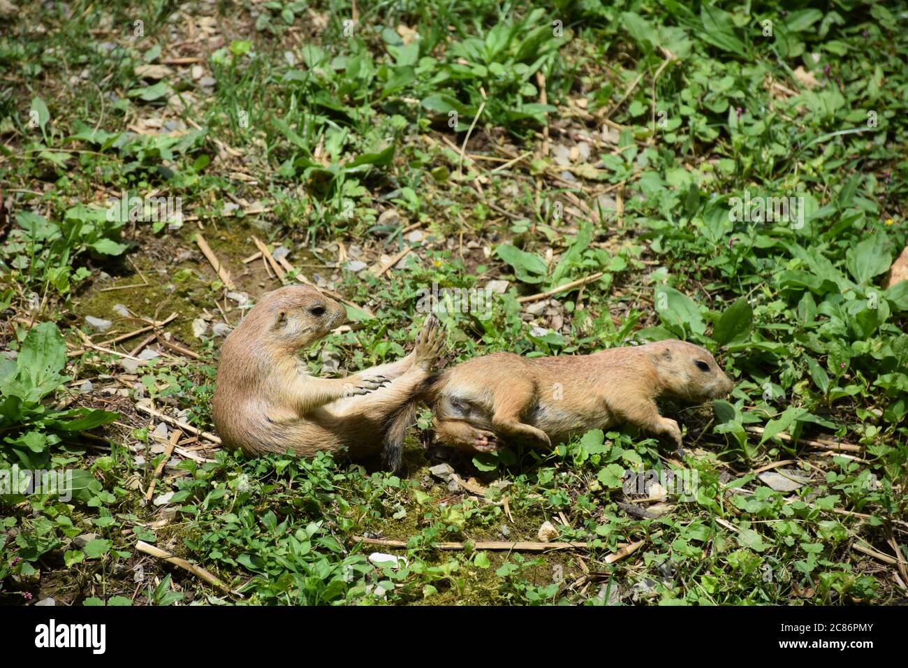 Adorable pair of playing prairie dogs after a brawl Stock Photo - Alamy