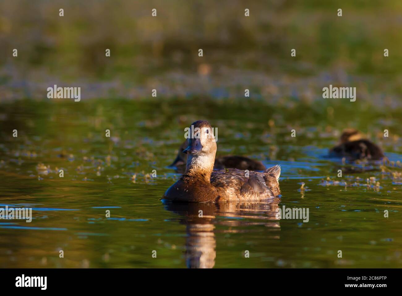 Cute duck family. Natural background. Bird: Common Pochard. Aythya ...