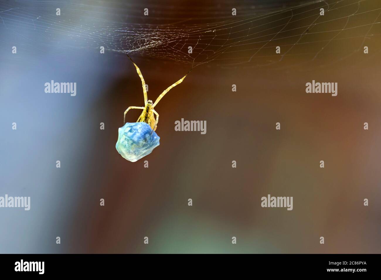 Spider. Spider wrapping its prey in silk. Nature background Stock Photo ...