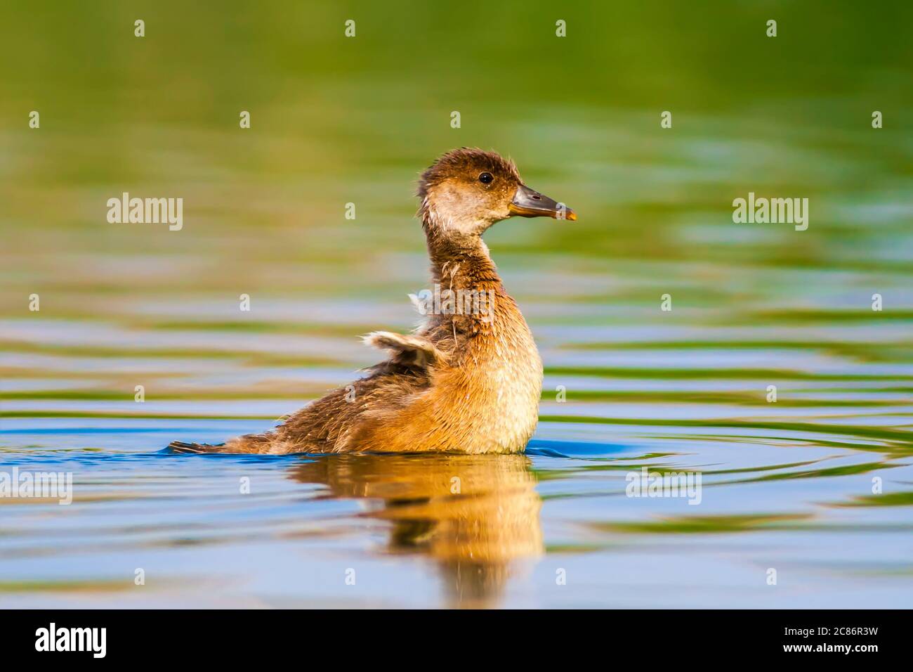 Duck. Red crested Pochard. Colorful nature habitat background. Common ...