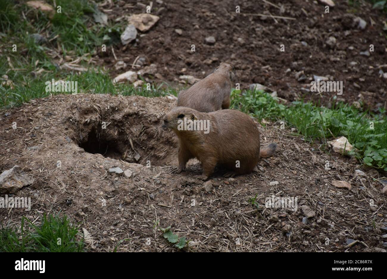 Large wide burrow with two black tailed prairie dogs Stock Photo - Alamy