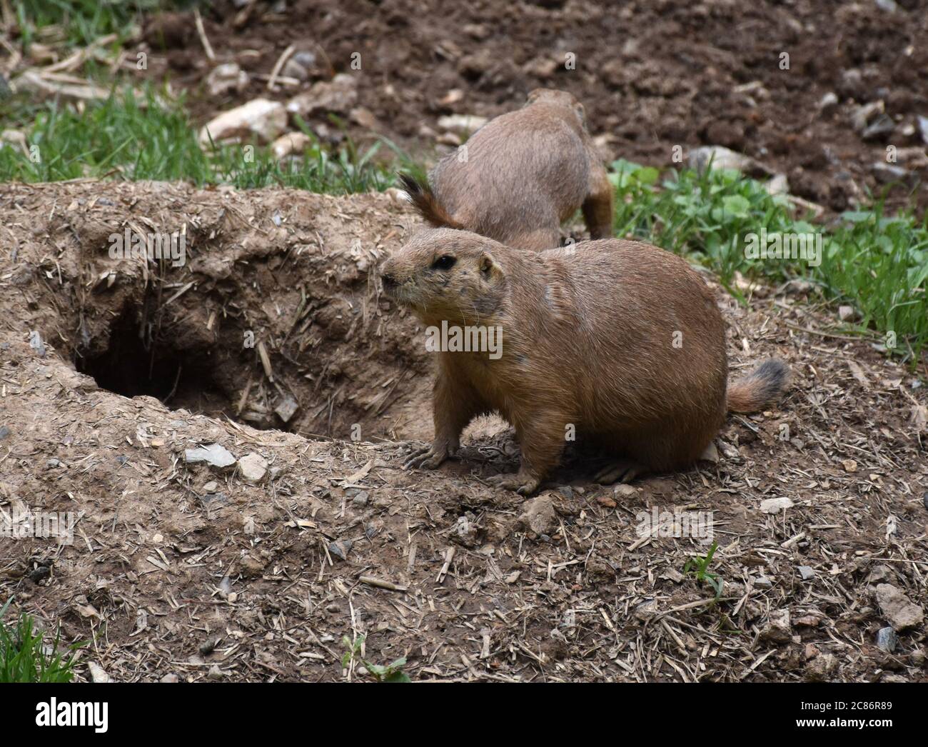 Burrow with two black tailed prairie dogs Stock Photo - Alamy